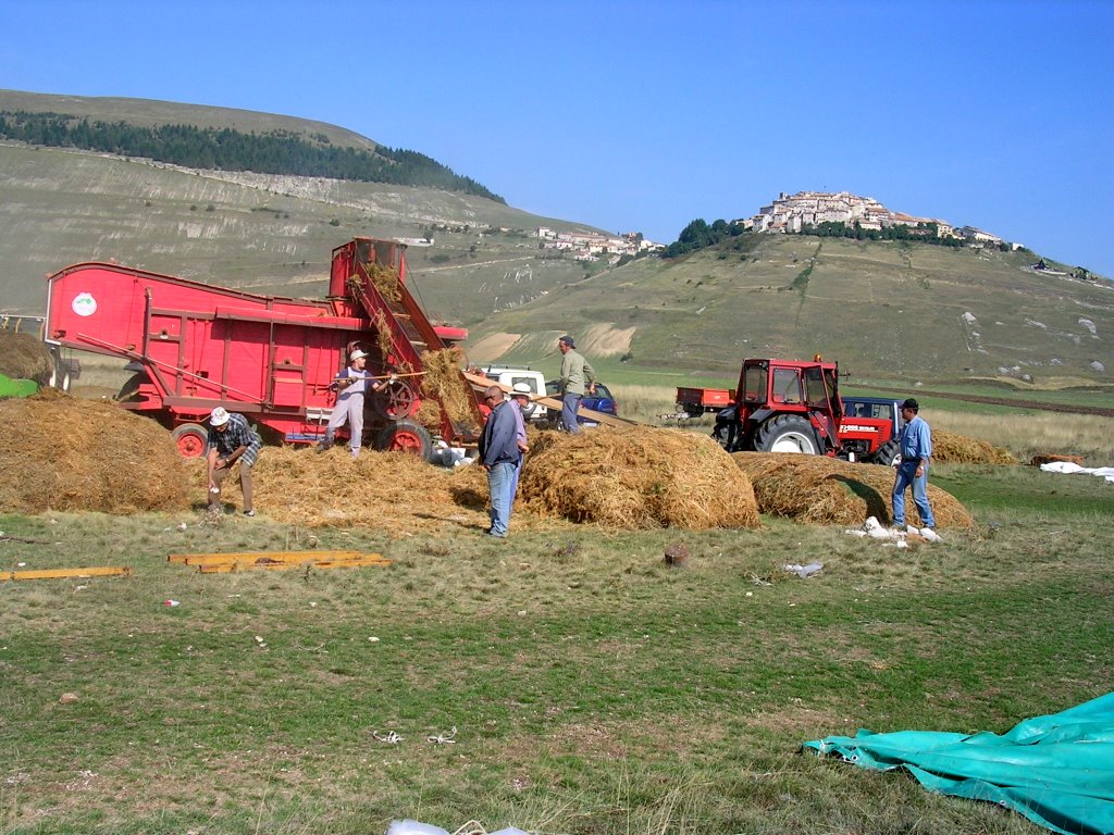 La lenticchia IGP di Castelluccio di Norcia