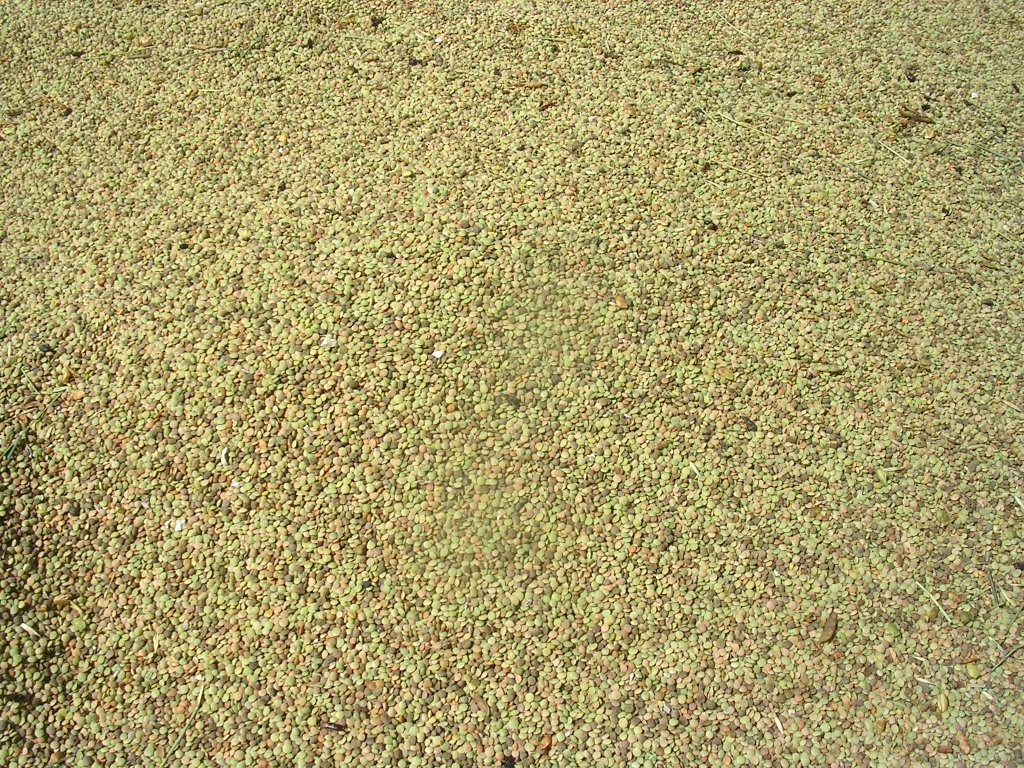 La lenticchia IGP di Castelluccio di Norcia